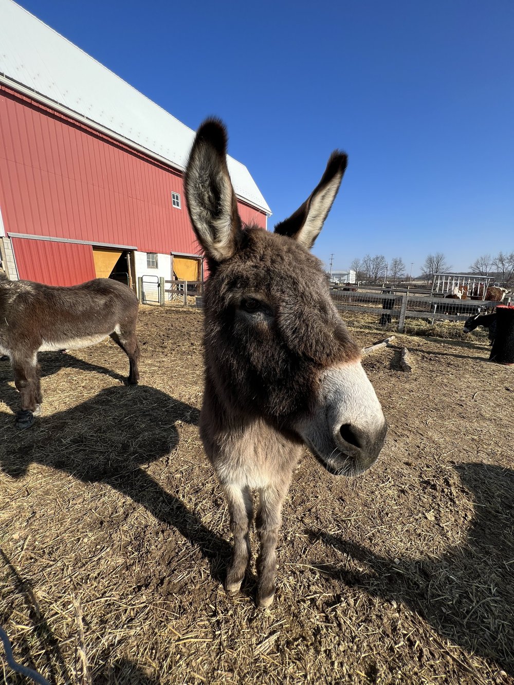 Meet The Animals Donkeys | Barn Sanctuary