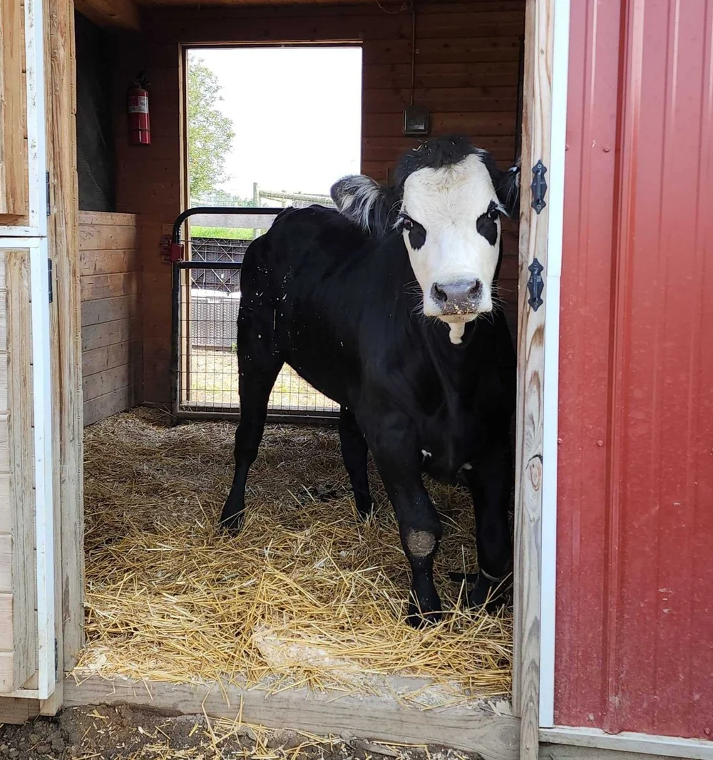 Meet The Animals Cows | Barn Sanctuary