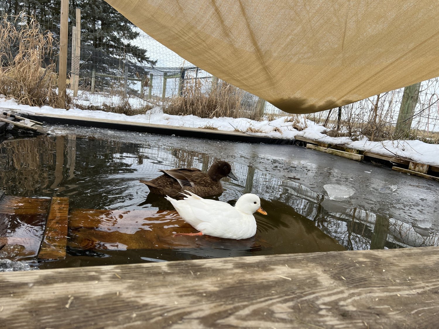 Learn About Ducks and Geese | Barn Sanctuary