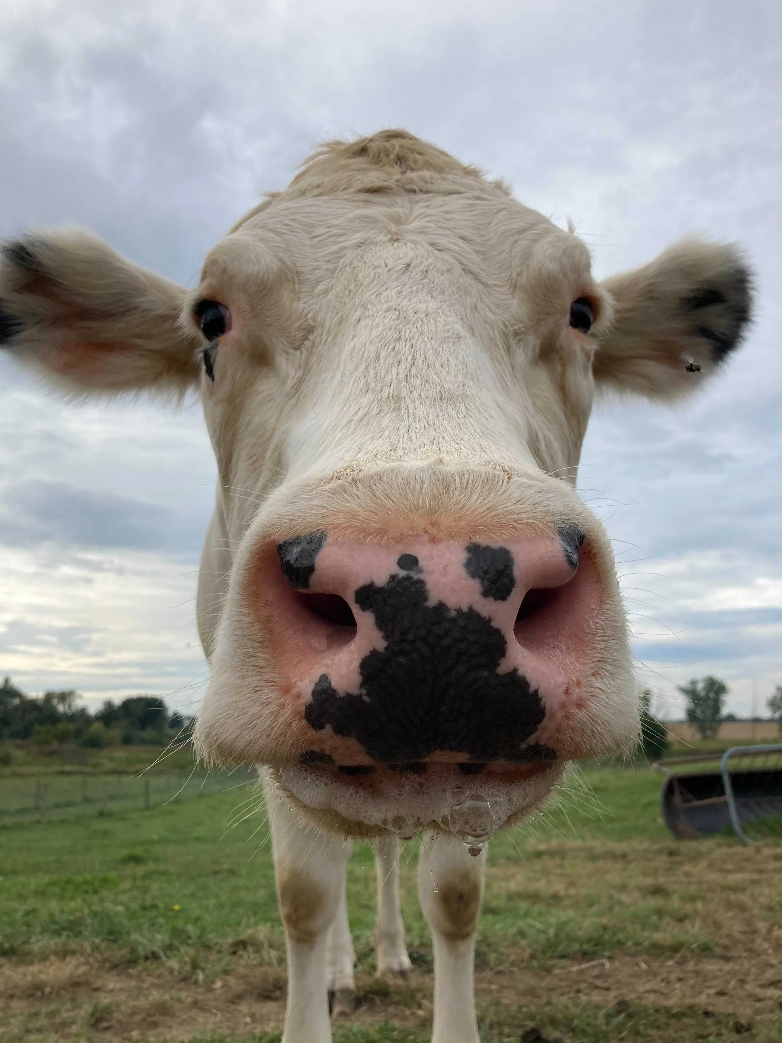 Meet The Animals Cows | Barn Sanctuary