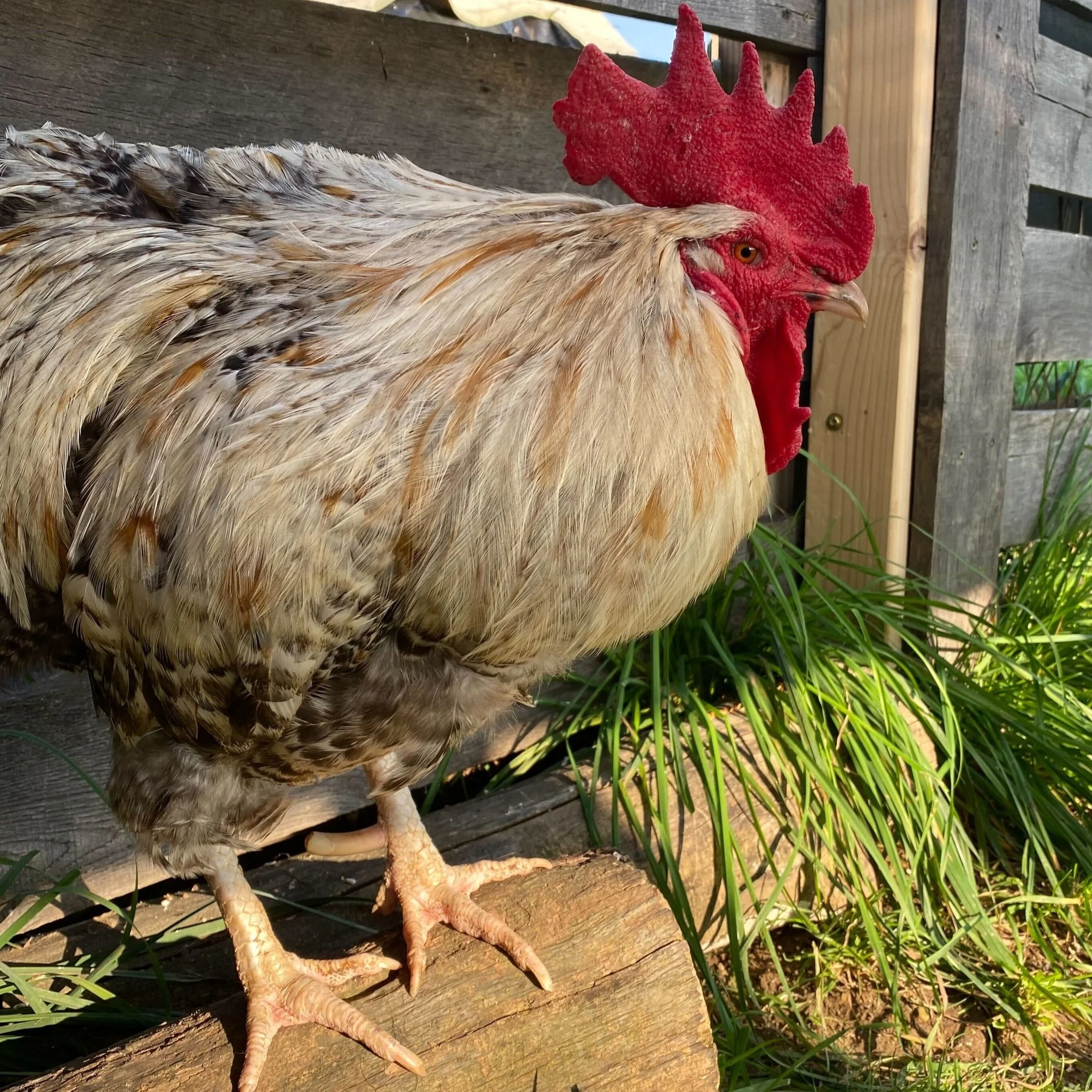 Ways to Give | Barn Sanctuary
