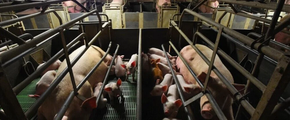 Learn About Pigs | Barn Sanctuary