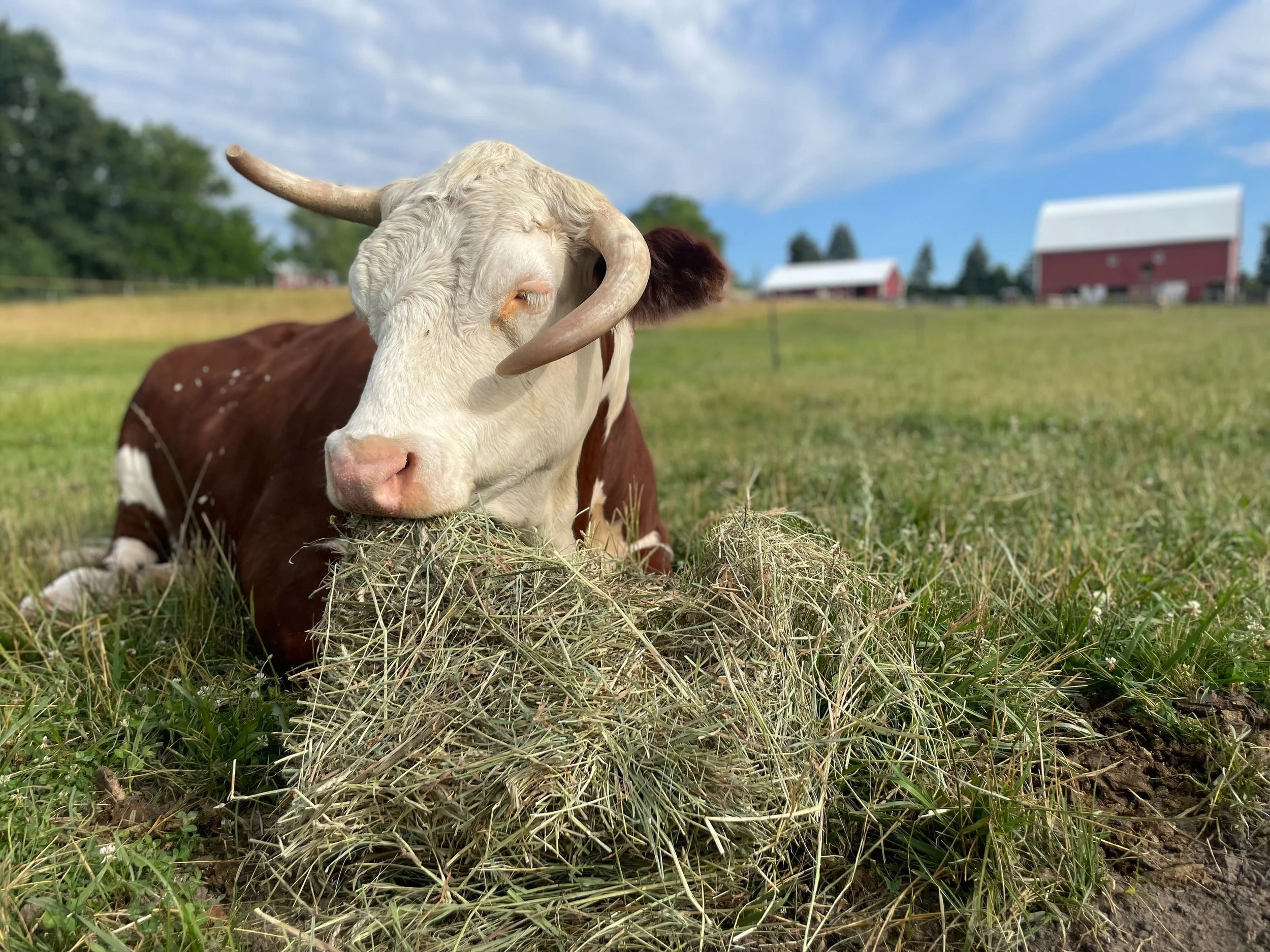 Mike the cow | Barn Sanctuary