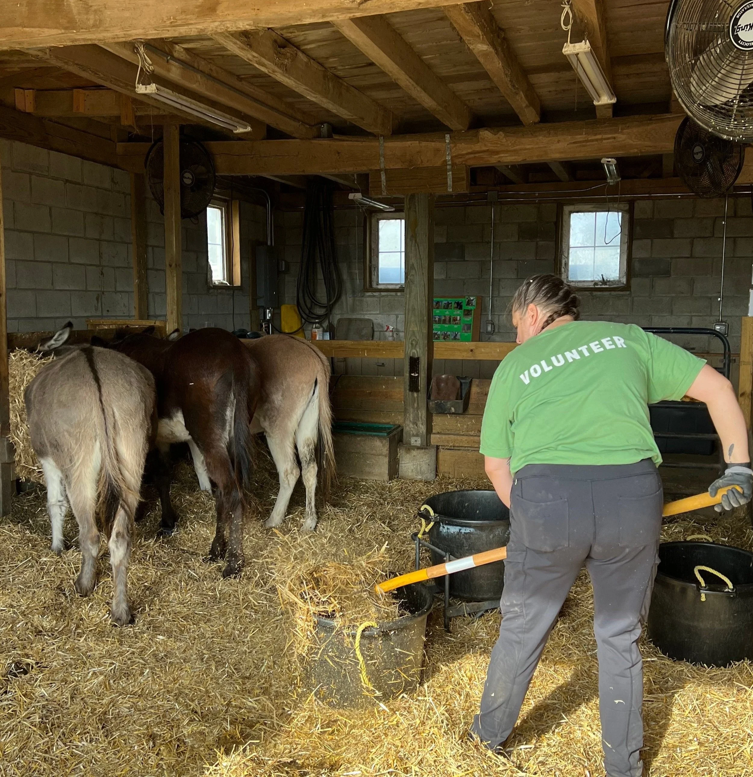 Volunteer at Barn | Barn Sanctuary