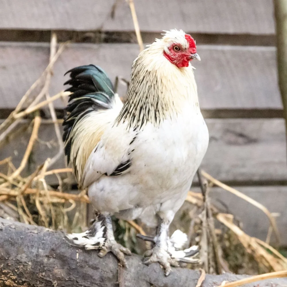 Meet the Residents | Barn Sanctuary