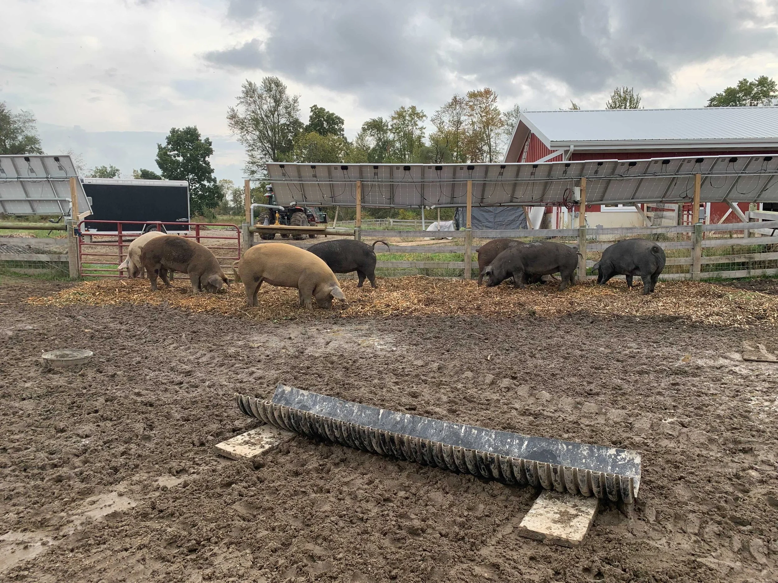 The Pigs from North Carolina | Barn Sanctuary