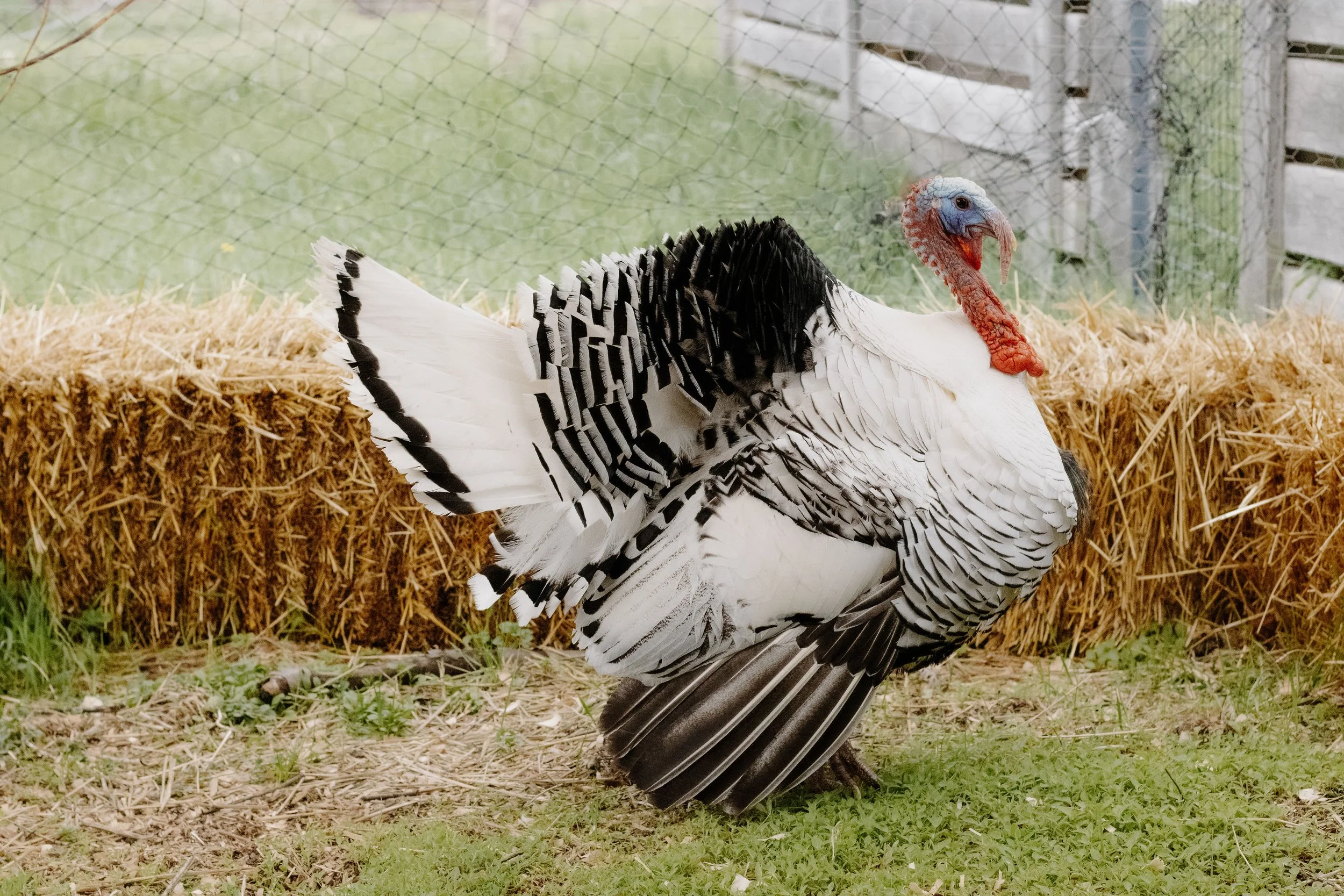 Meet The Animals Turkeys | Barn Sanctuary