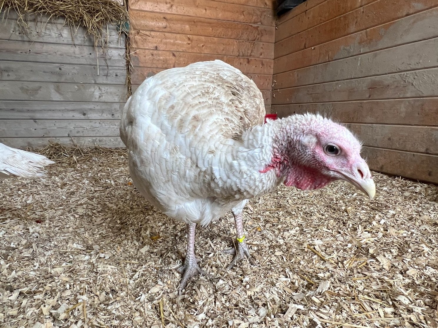 Meet The Animals Turkeys | Barn Sanctuary