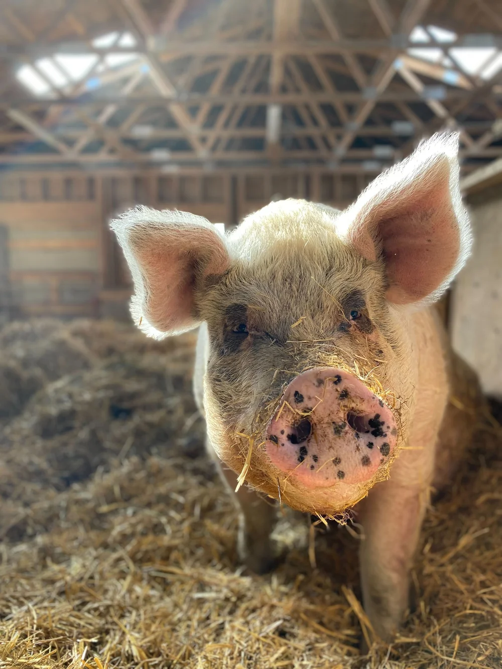 Meet The Animals Pigs | Barn Sanctuary