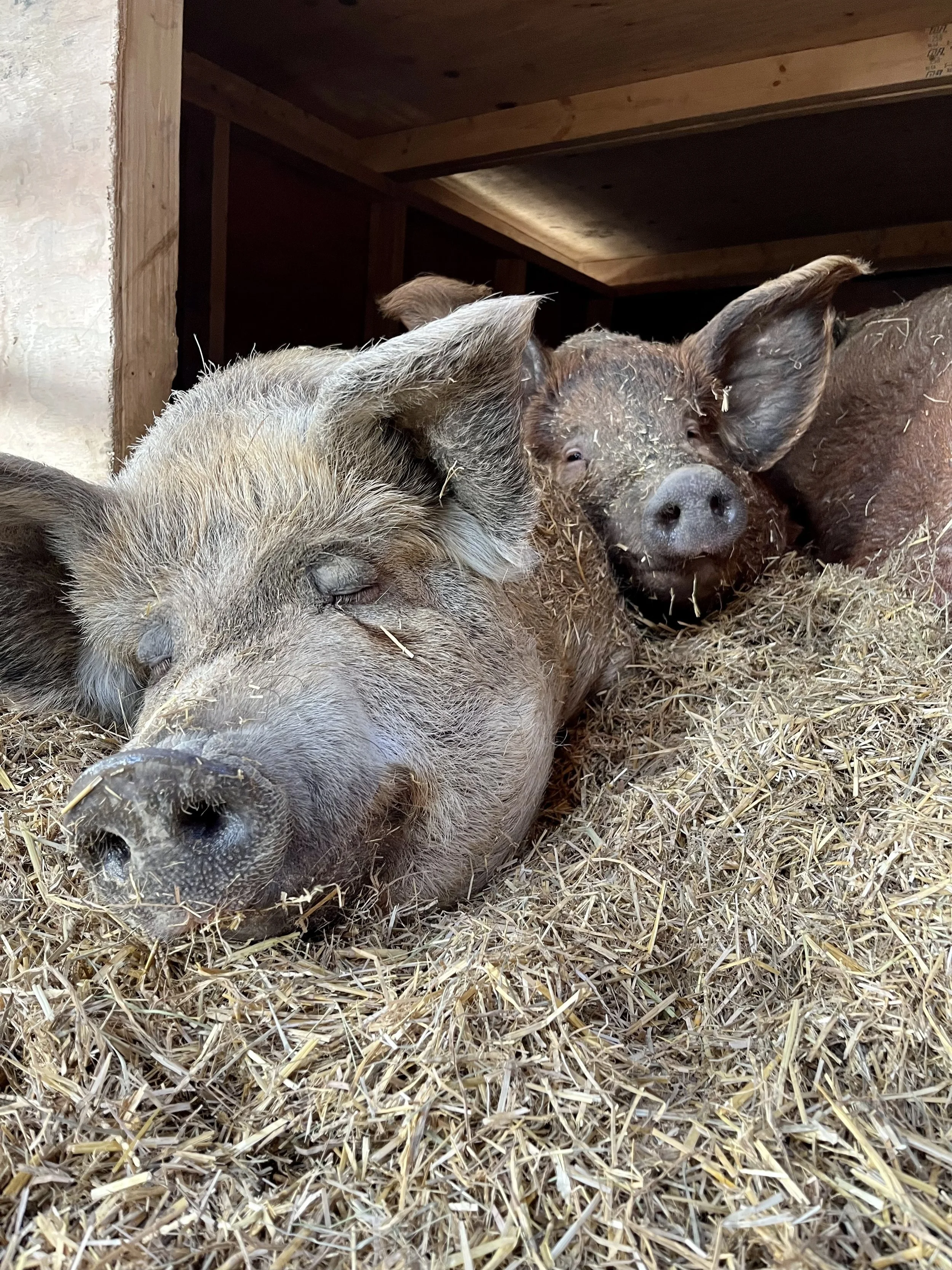 Meet the Residents | Barn Sanctuary