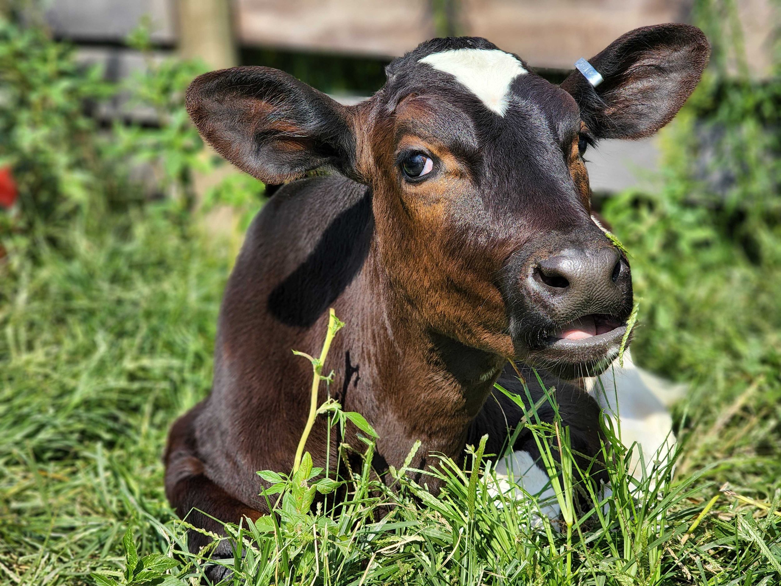 Meet The Animals Cows | Barn Sanctuary