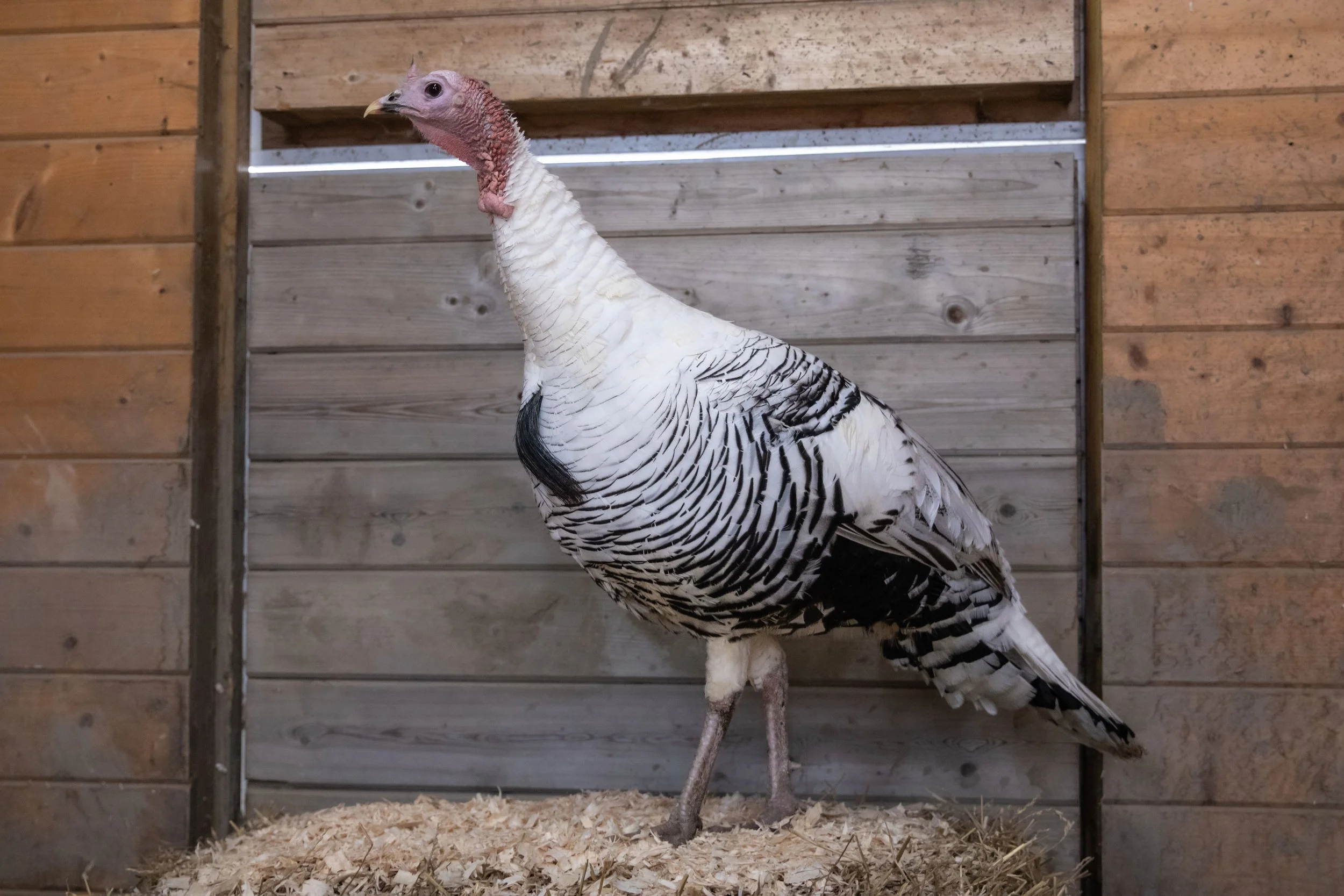 Meet The Animals Turkeys | Barn Sanctuary