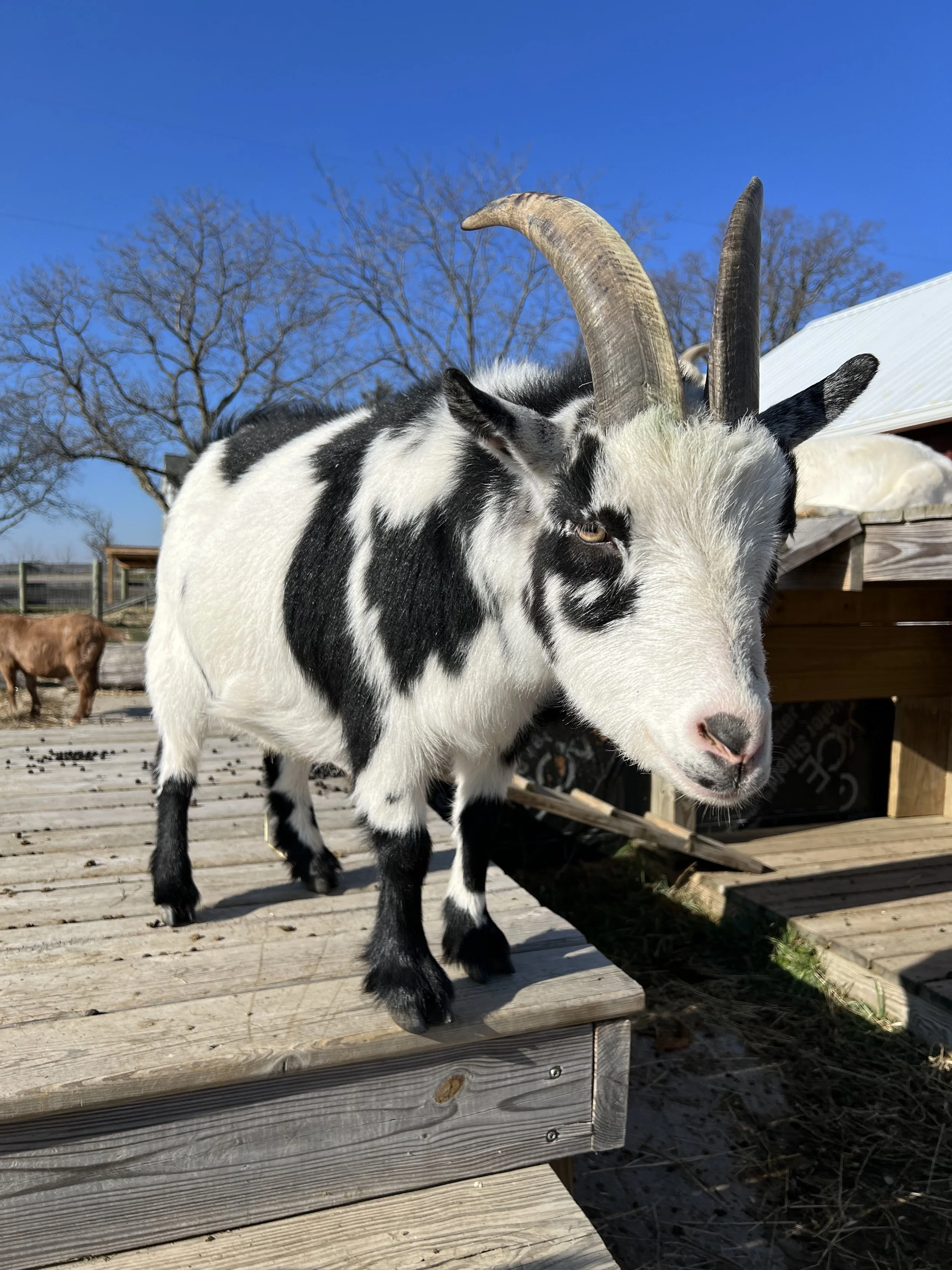 Twitch | Barn Sanctuary
