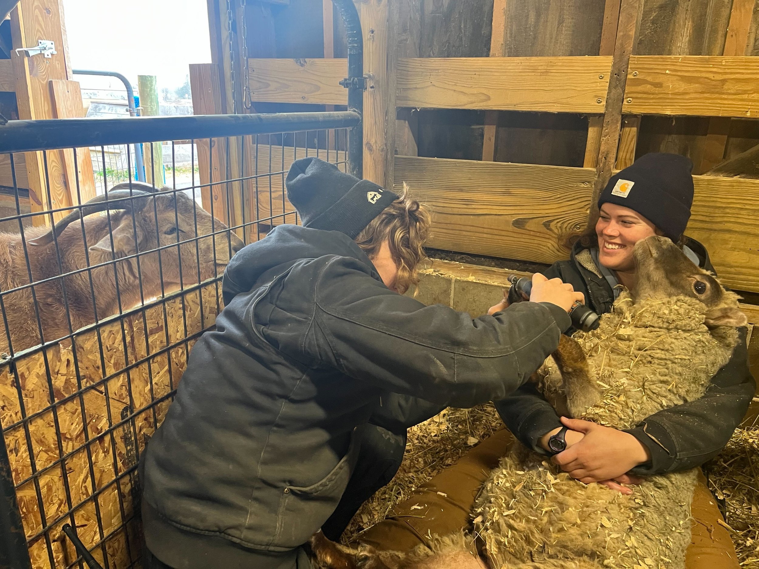 Jobs & Internships | Barn Sanctuary