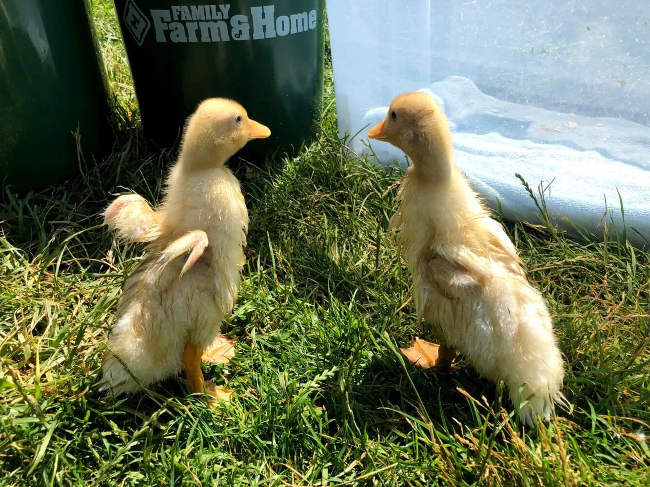 Liz | Barn Sanctuary