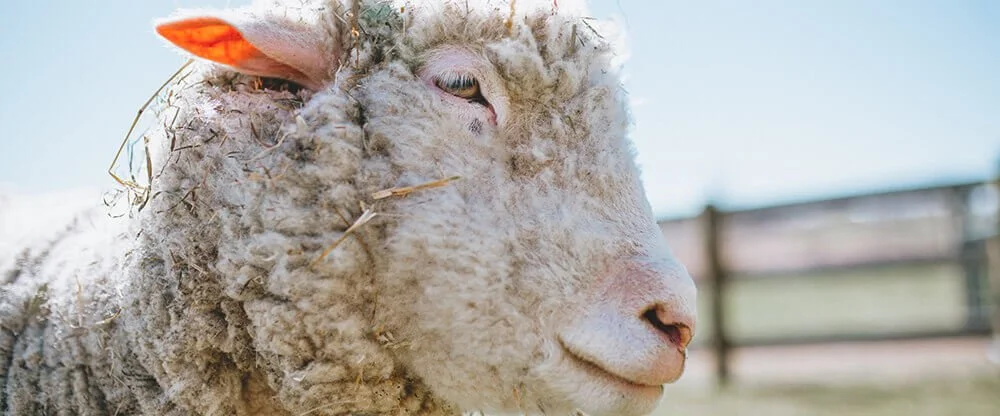 Learn About Goats and Sheep | Barn Sanctuary