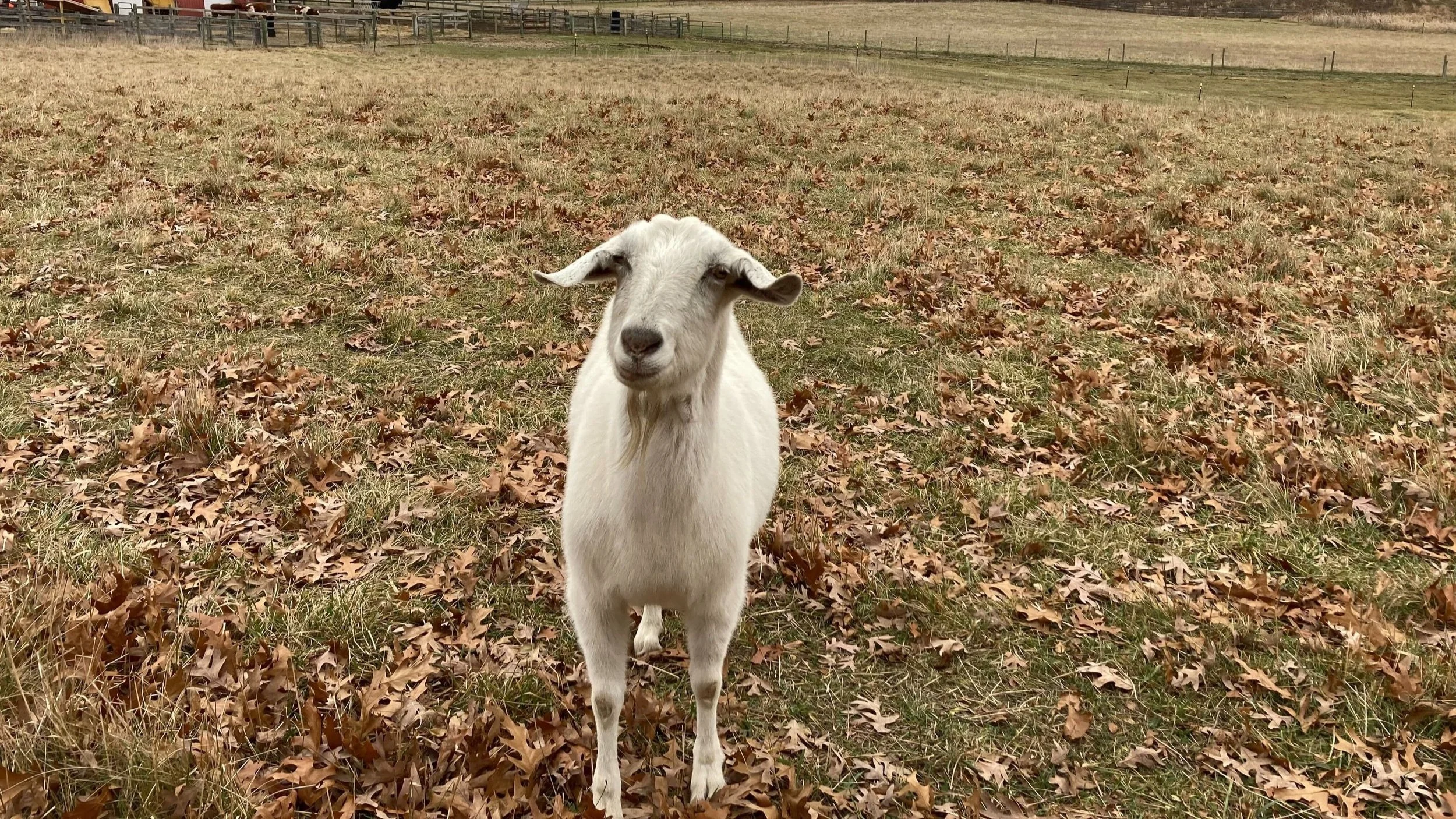 Emmy | Barn Sanctuary