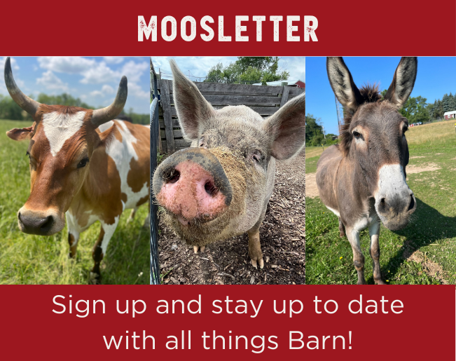 Visit the Sanctuary | Barn Sanctuary