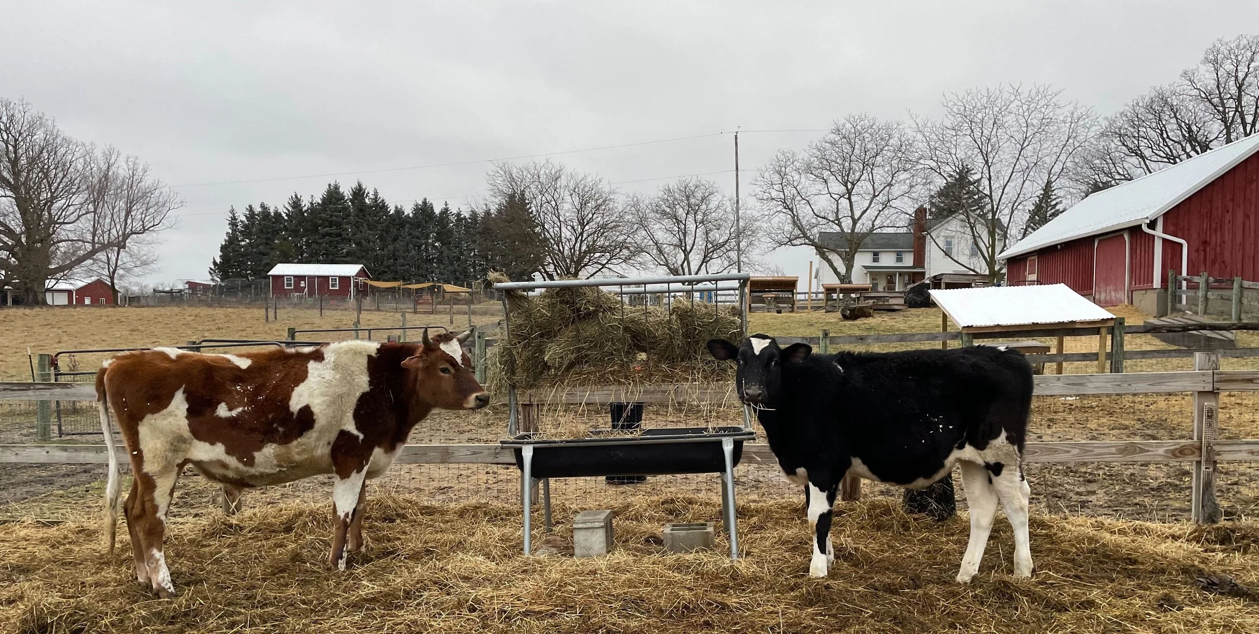 Learn About Cows | Barn Sanctuary
