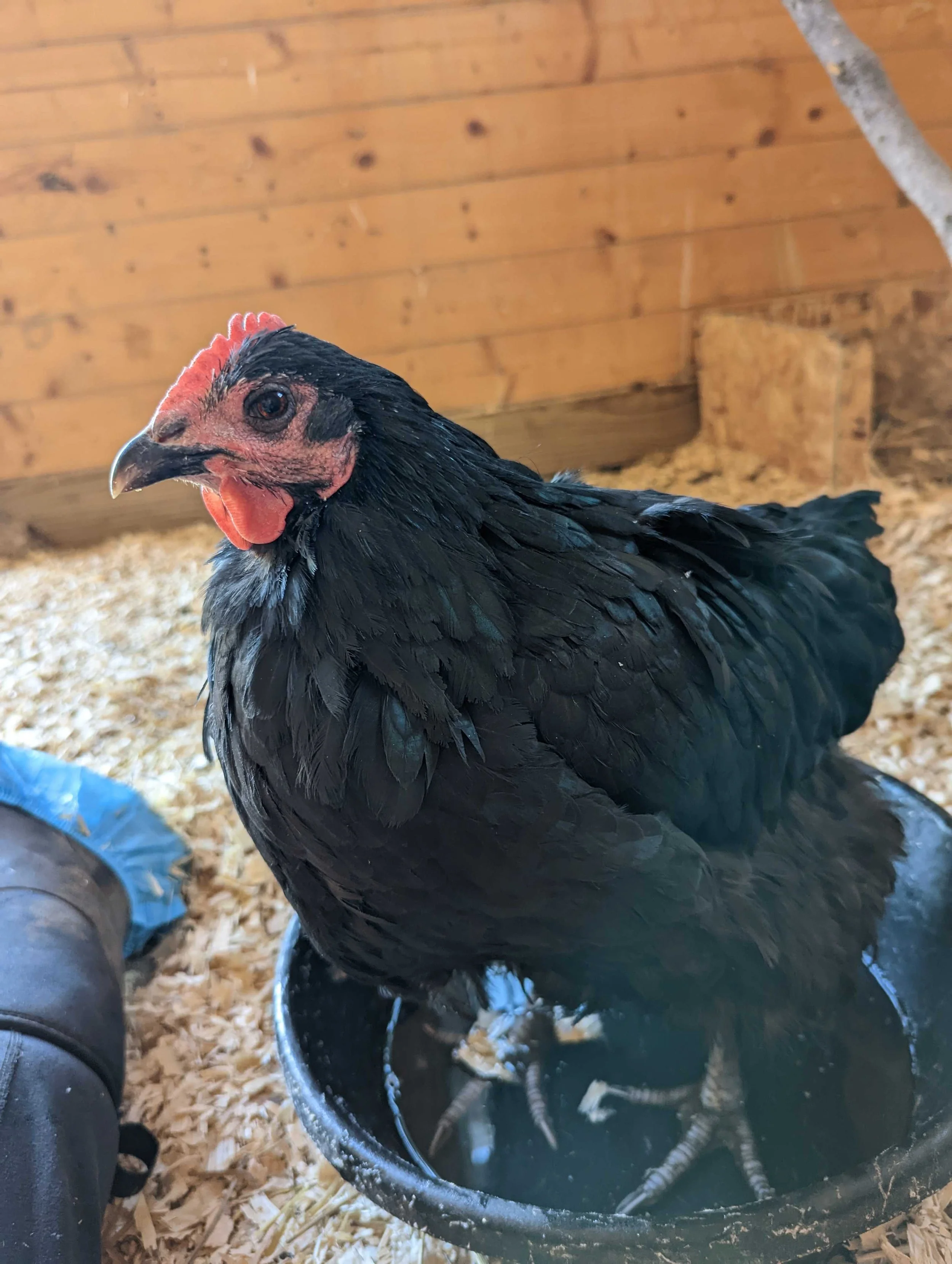 Meet The Animals Chickens | Barn Sanctuary