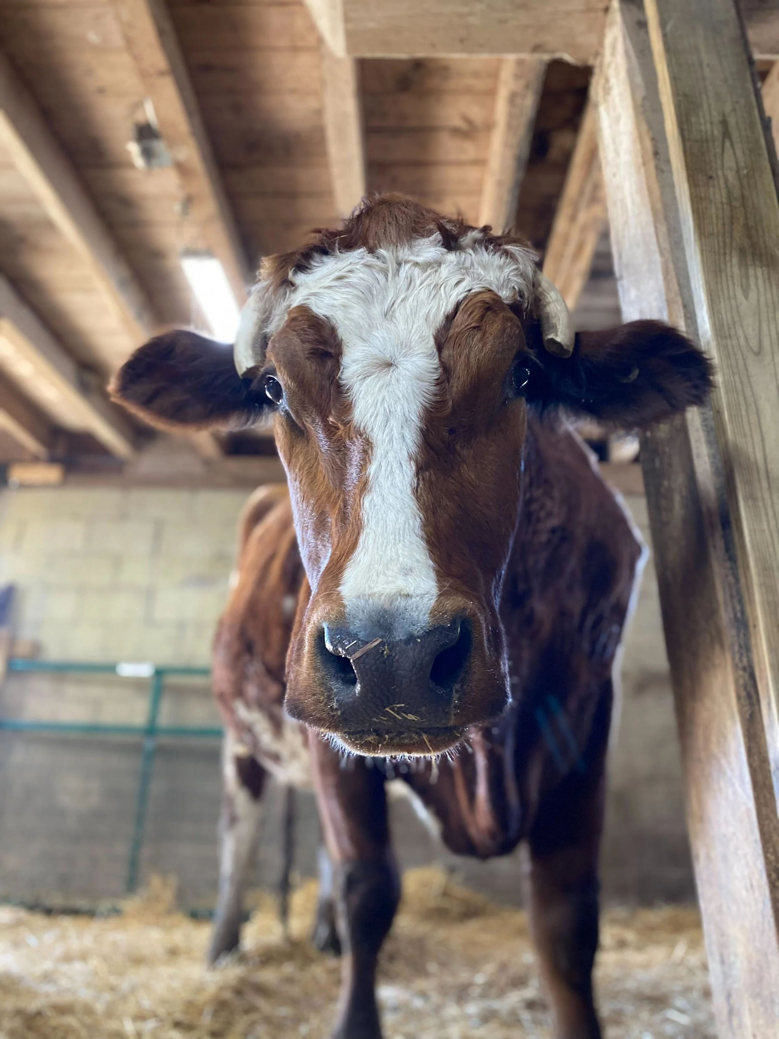 Meet The Animals Cows | Barn Sanctuary