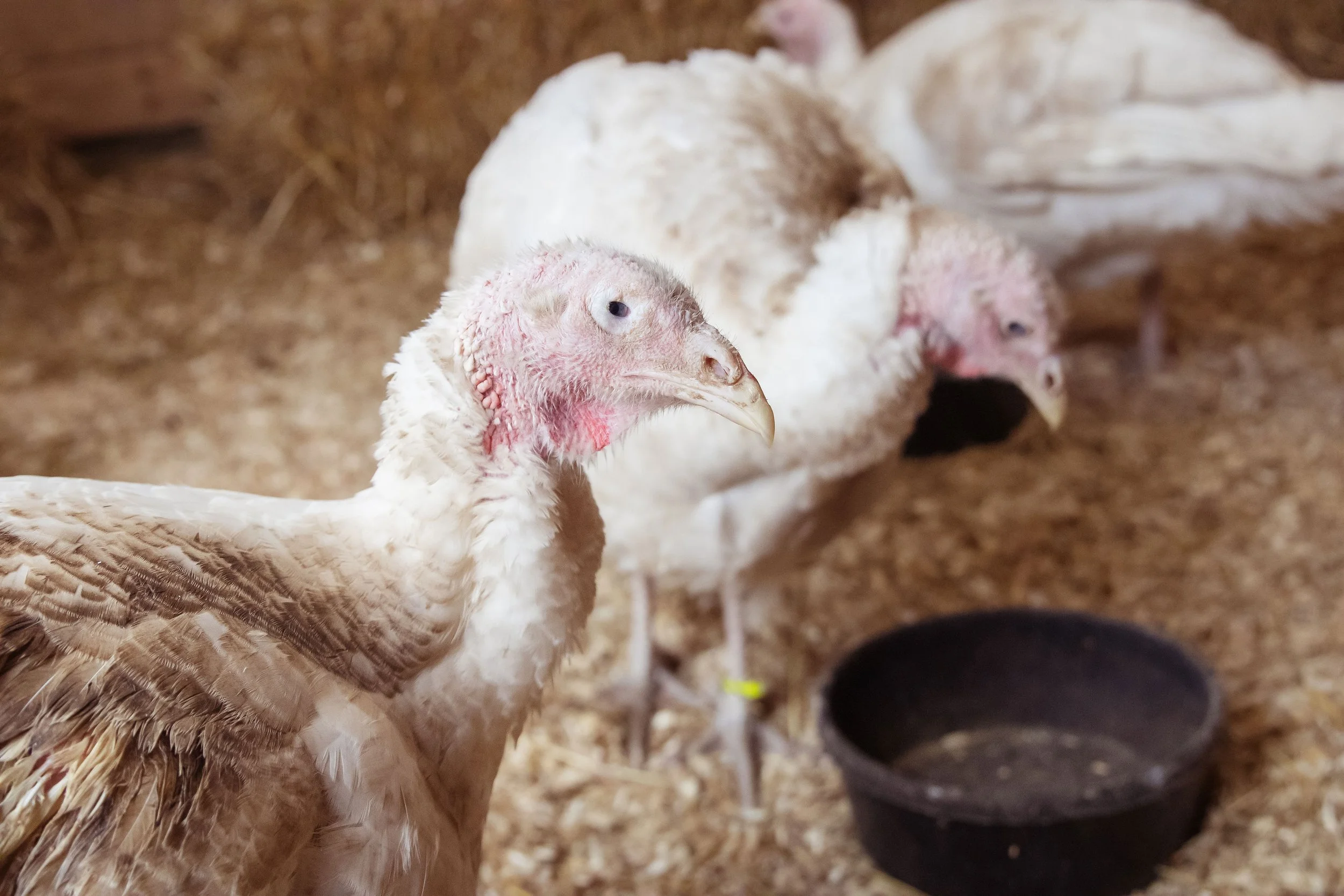 Meet the Residents | Barn Sanctuary