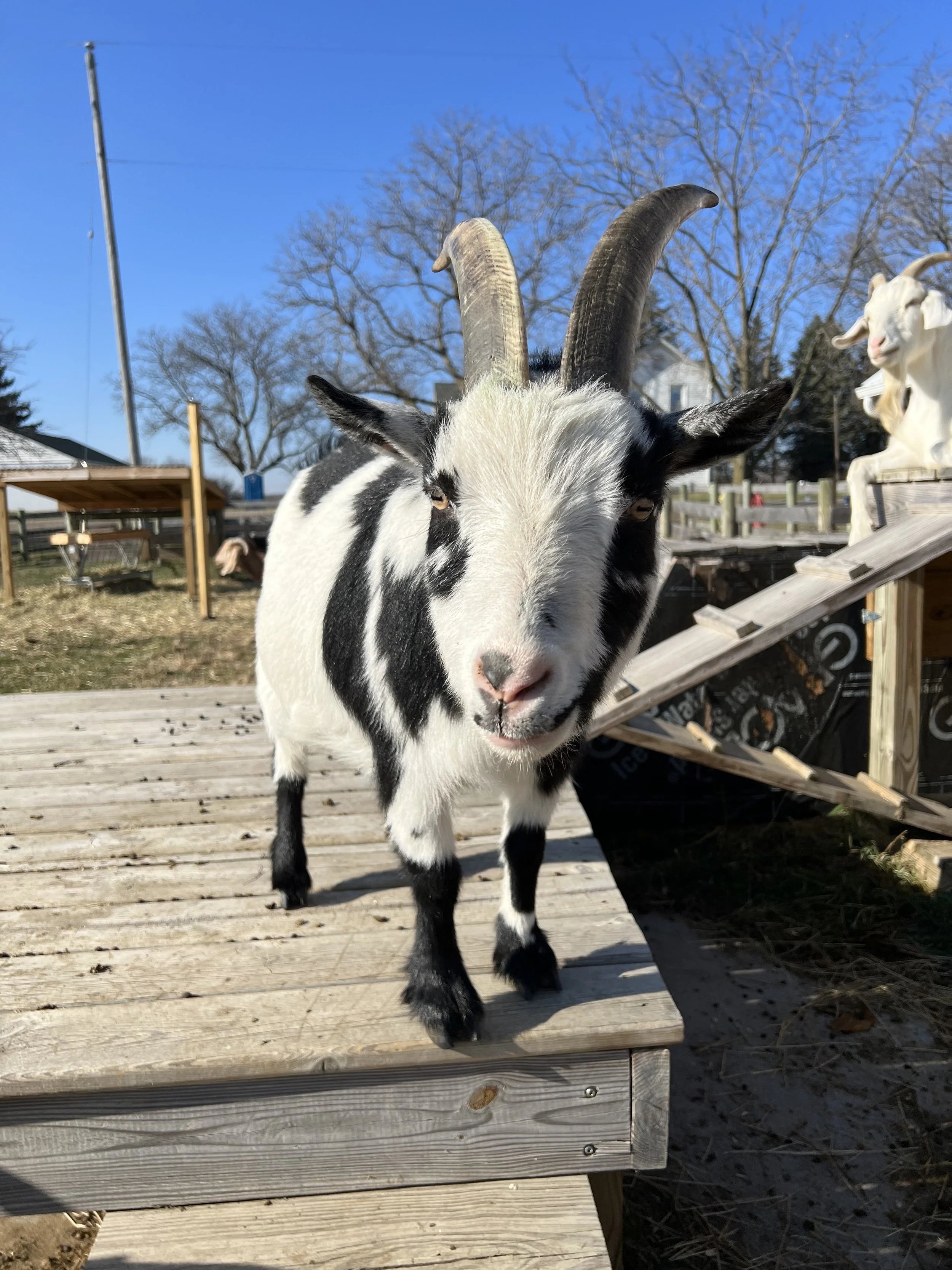 Meet The Animals Goats | Barn Sanctuary