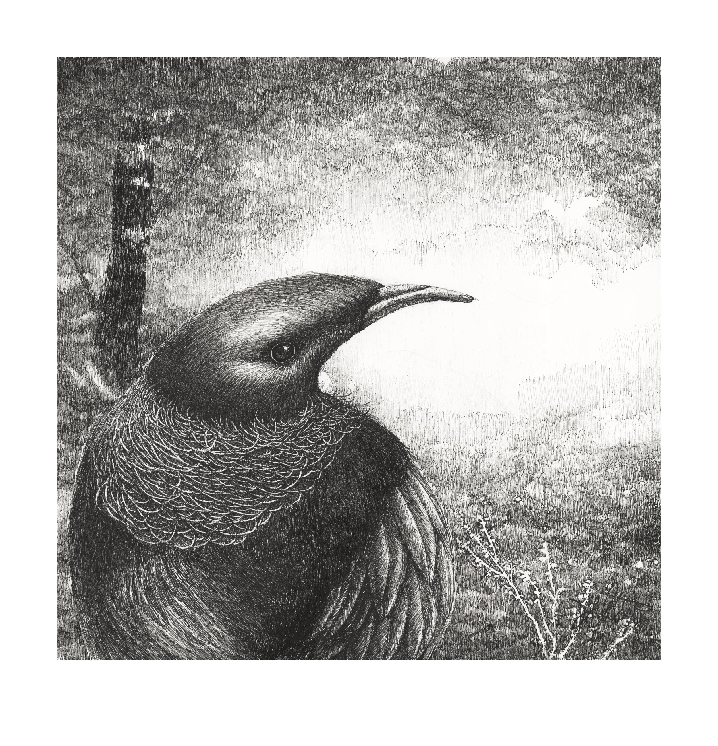 Tui Bird (print) — David Dawon Choi