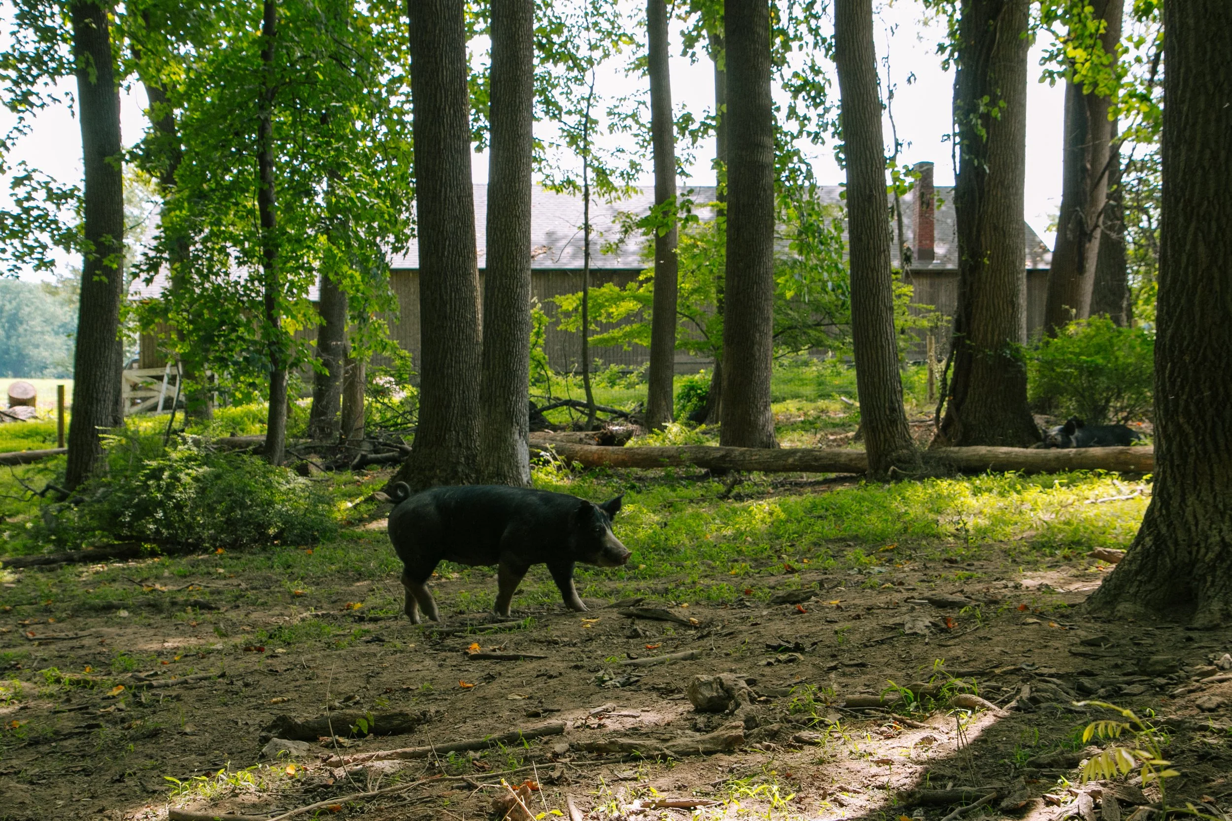 Hidden Waters Farm | Regenerative Agriculture | Rotational Grazing ...