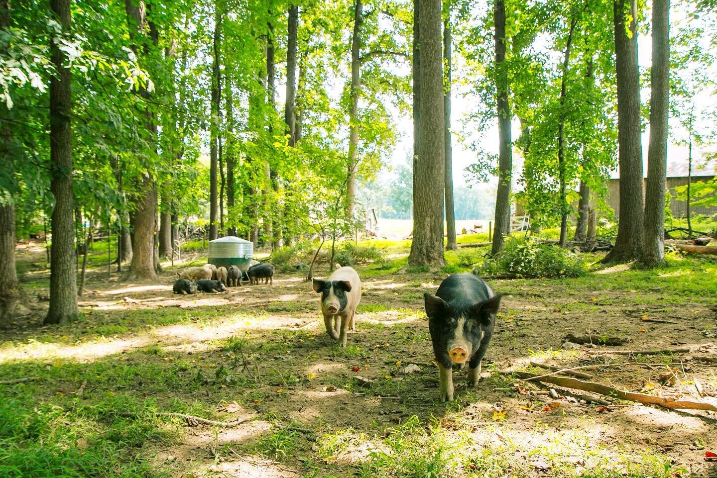Hidden Waters Farm | Regenerative Agriculture | Rotational Grazing ...