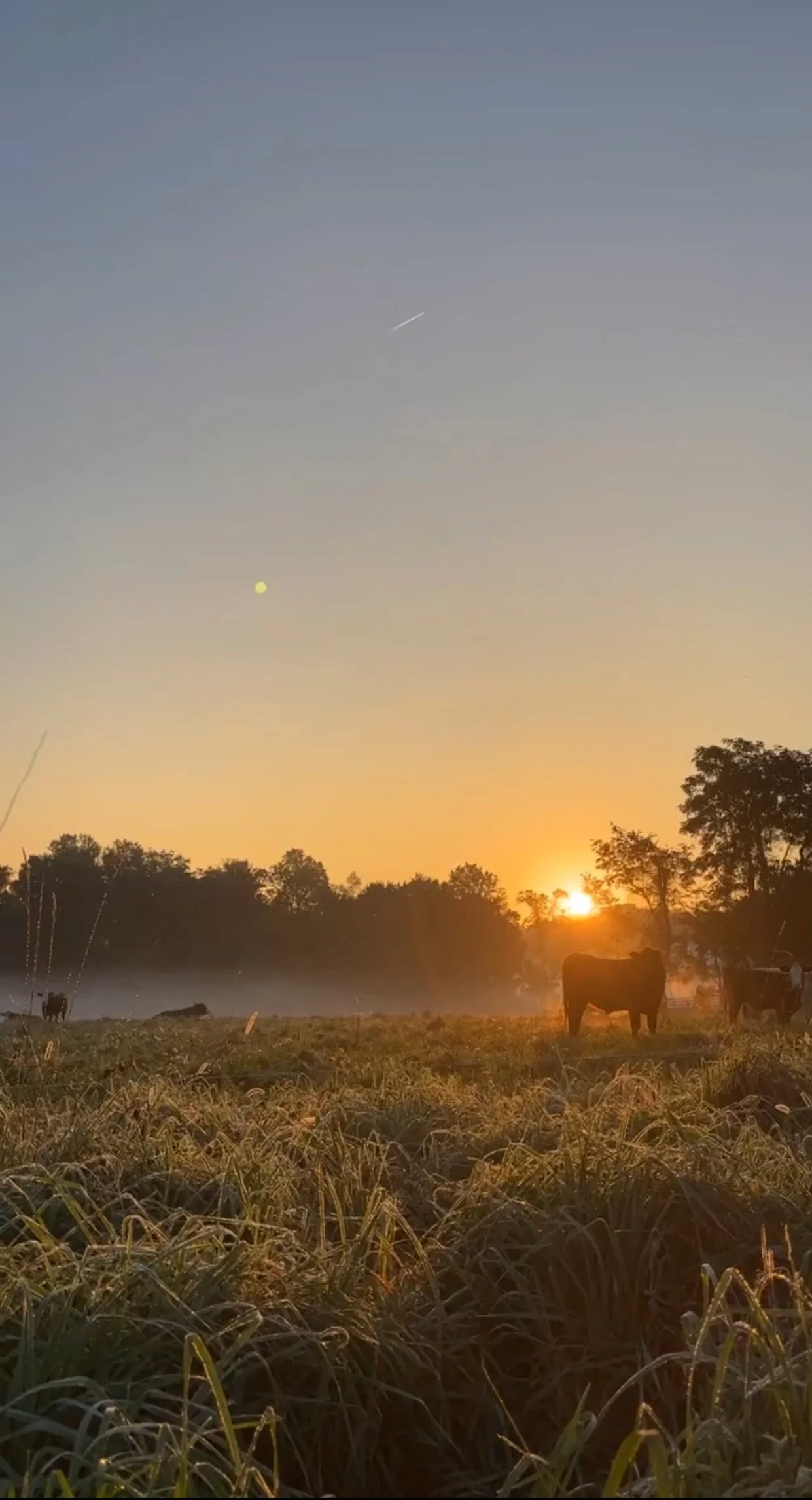 Hidden Waters Farm | Regenerative Agriculture | Rotational Grazing ...
