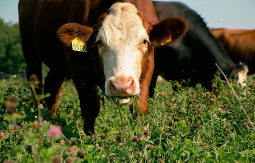 Hidden Waters Farm | Regenerative Agriculture | Rotational Grazing ...