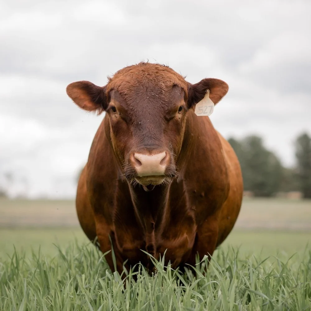 Hidden Waters Farm | Regenerative Agriculture | Rotational Grazing ...