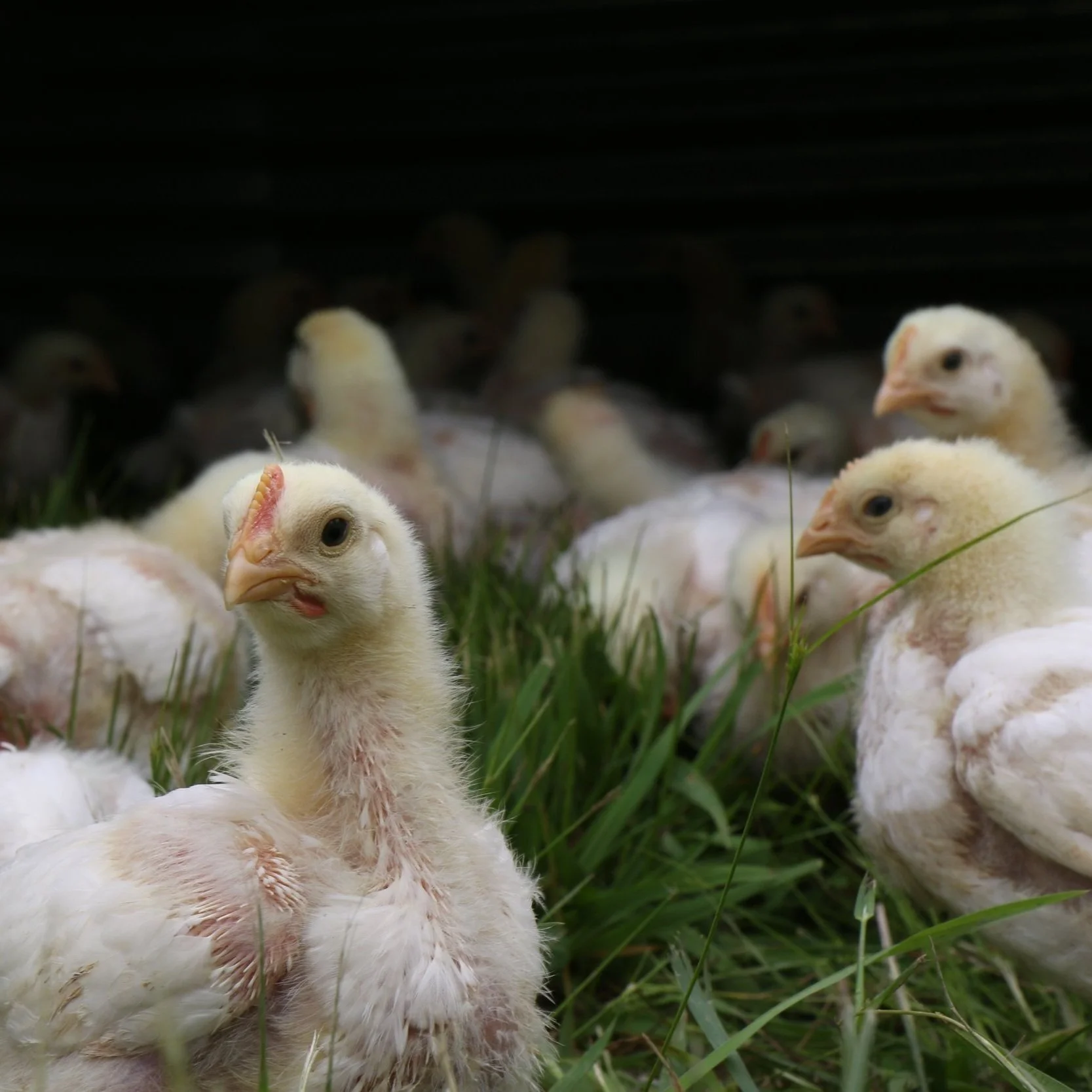 Hidden Waters Farm | Regenerative Agriculture | Rotational Grazing ...