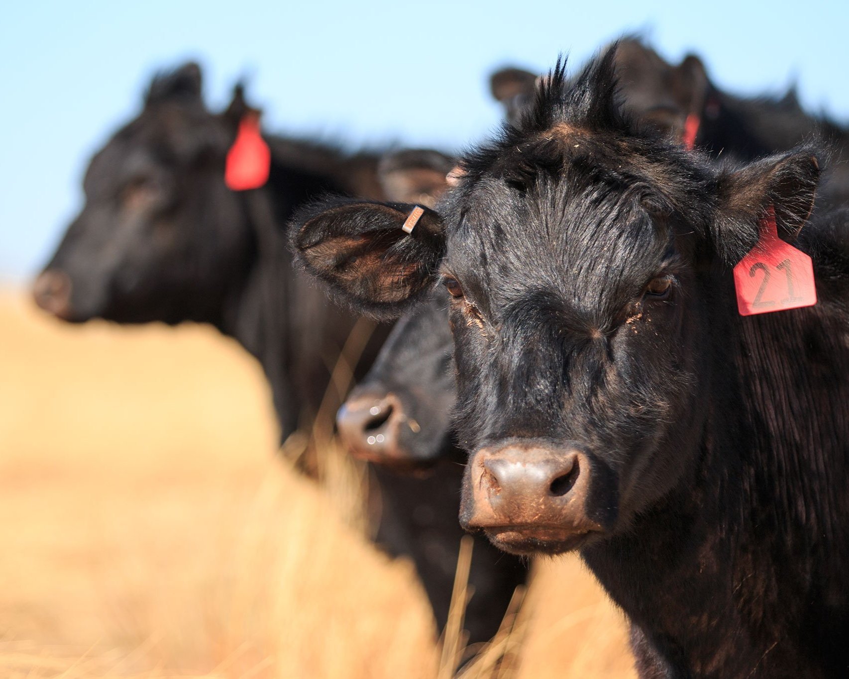 Tucker Family Beef | Ranch Raised, All Natural Beef | C.A.R.E. Certified