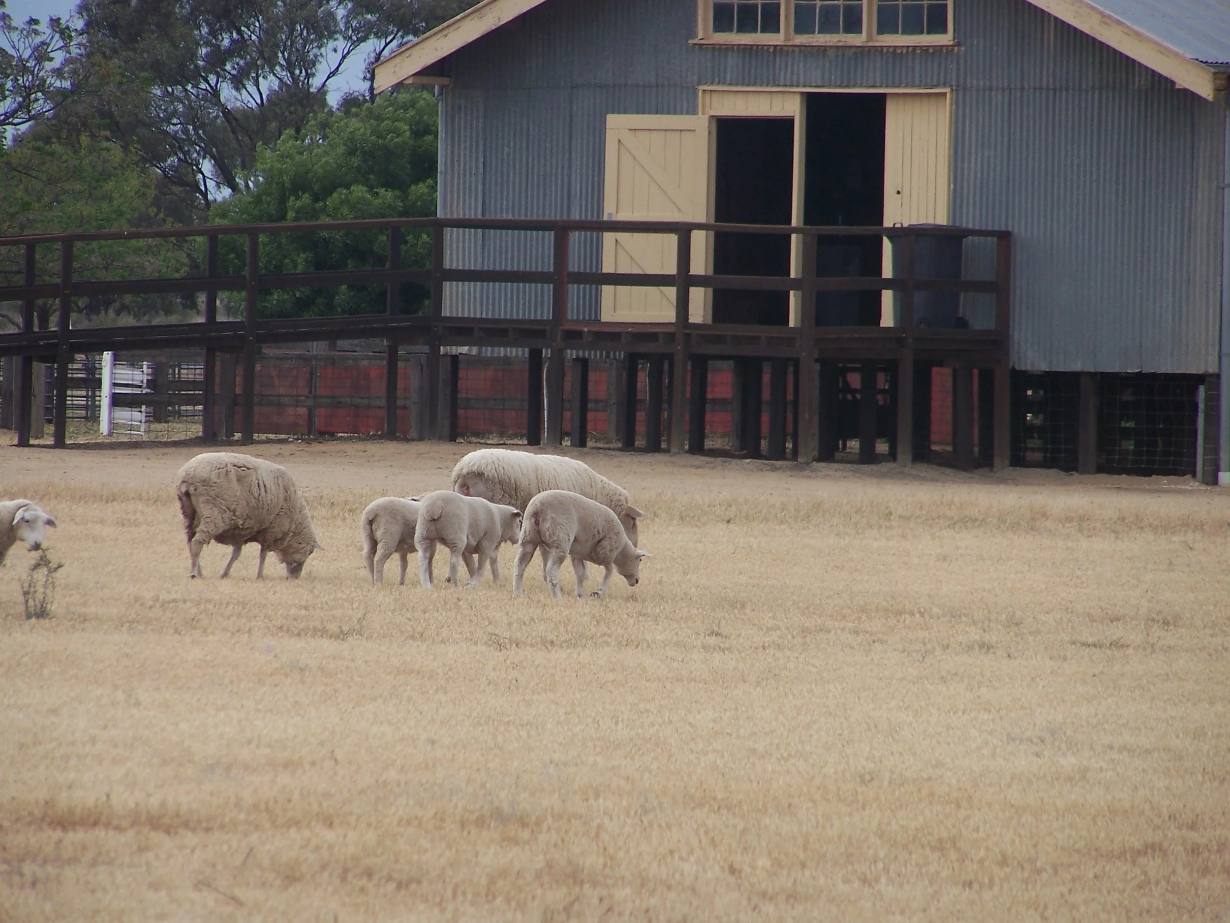 Demonstrations — Shear Outback