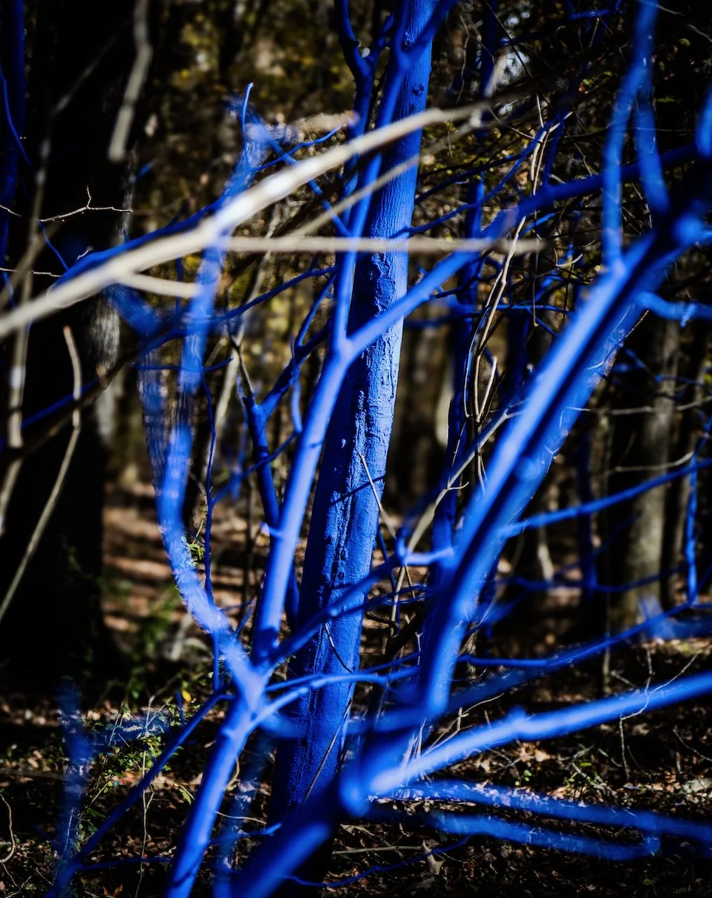 The Blue Trees | Explore Environmental Art — Germantown Public Art Program