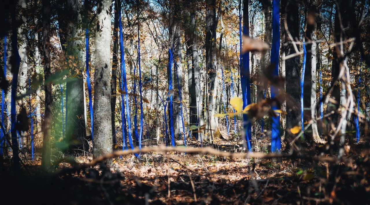 shelby canopy, blue tree, tree tone — Germantown Public Art Program