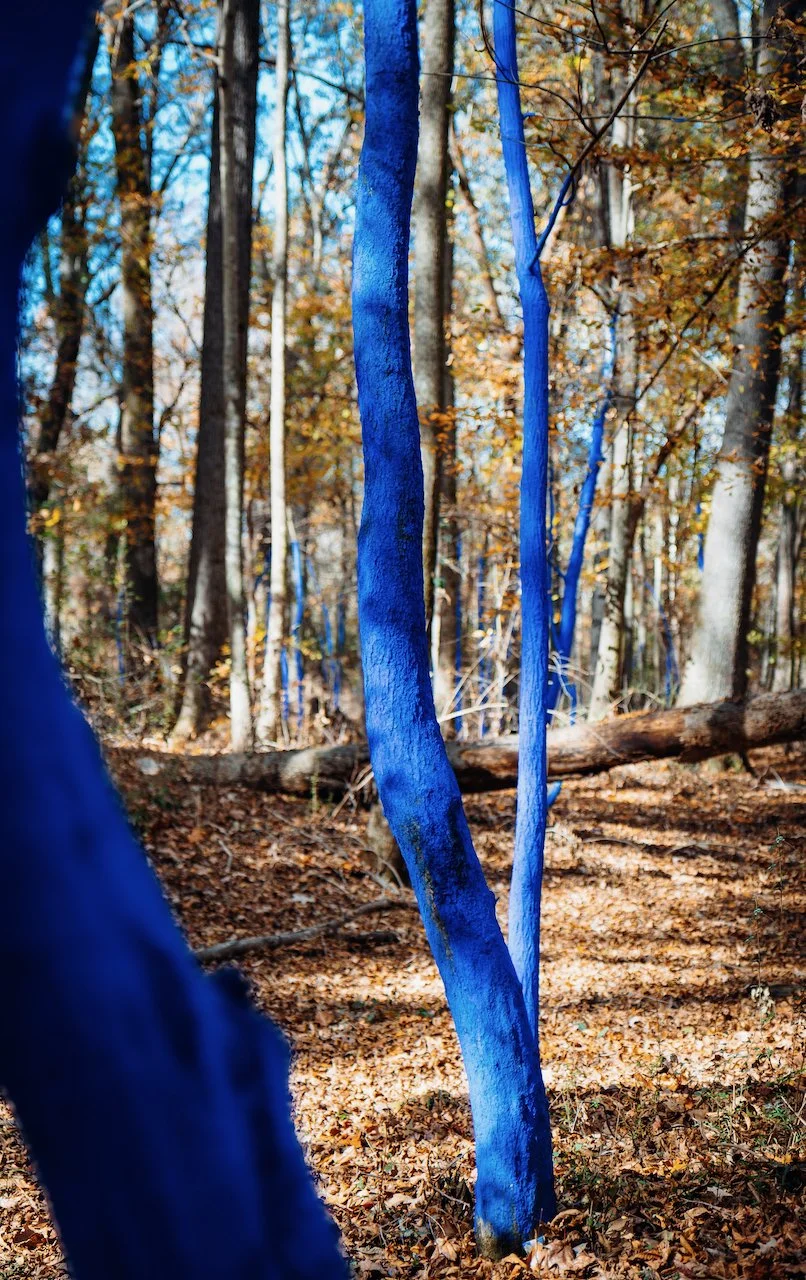The Blue Trees | Explore Environmental Art — Germantown Public Art Program