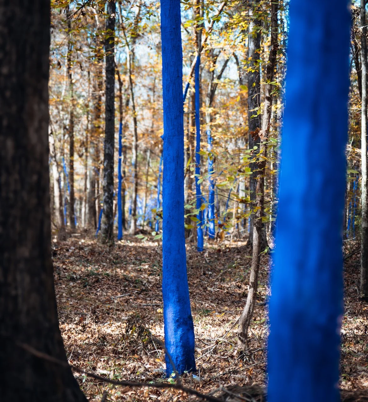 The Blue Trees | Explore Environmental Art — Germantown Public Art Program