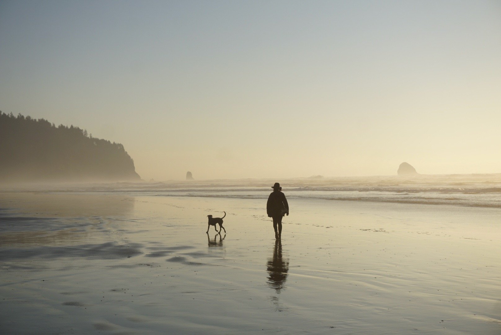 FAQ for Canine Physical Therapy Seattle — Paws Align Canine Rehab