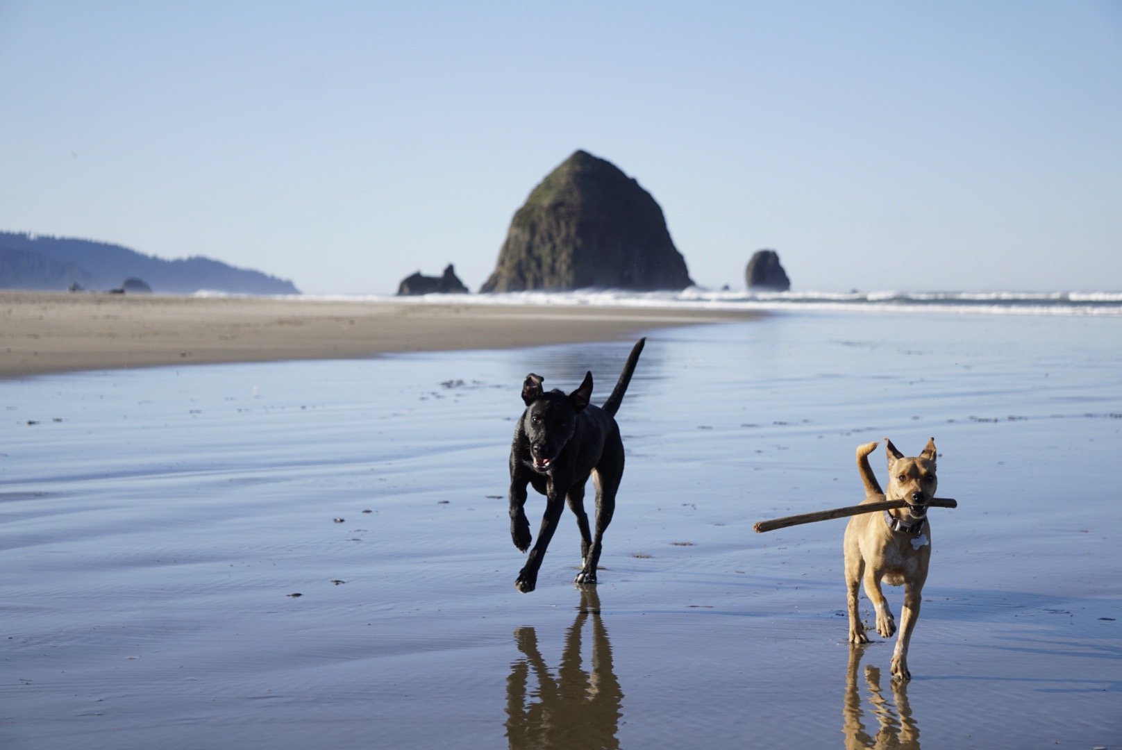 Paws Align Canine Rehab - Dog Physical Therapy in Seattle