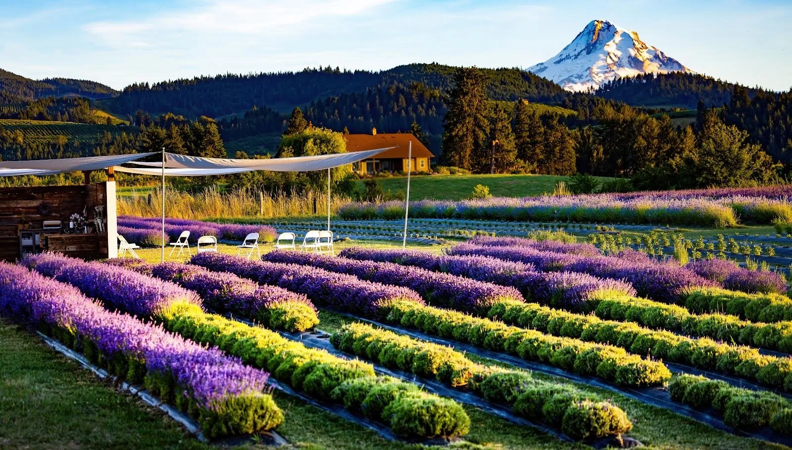 Visit — Hope Ranch Lavender