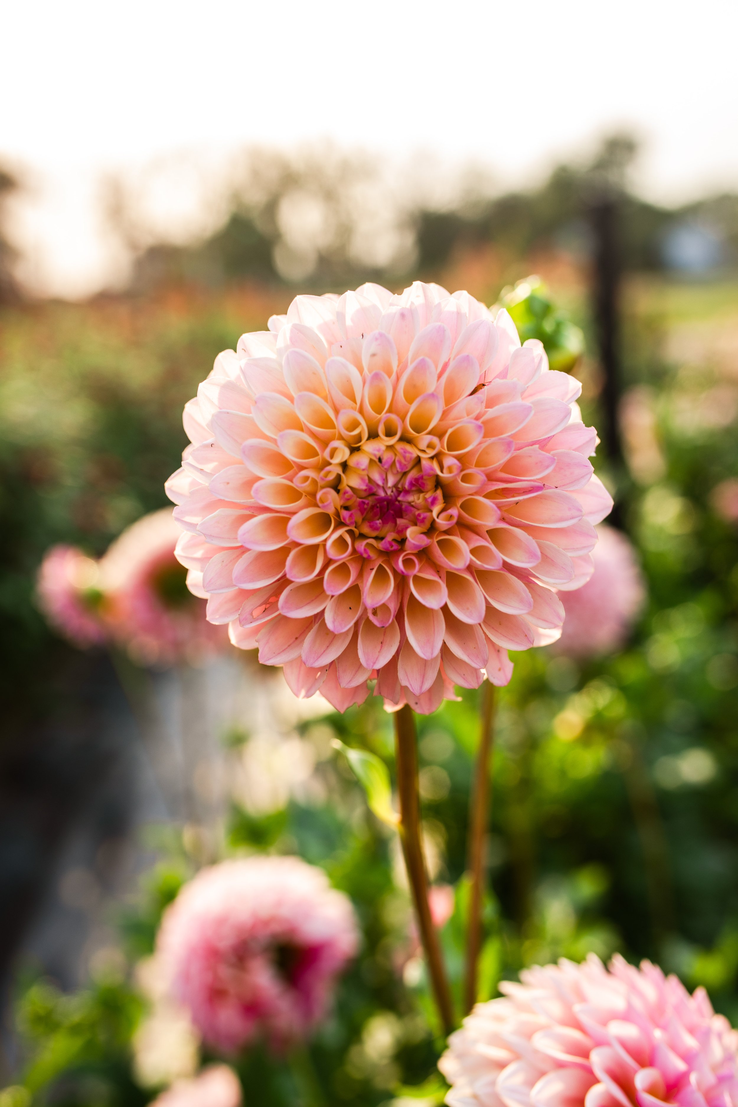Our Story — Blooming Creek Flower Farm