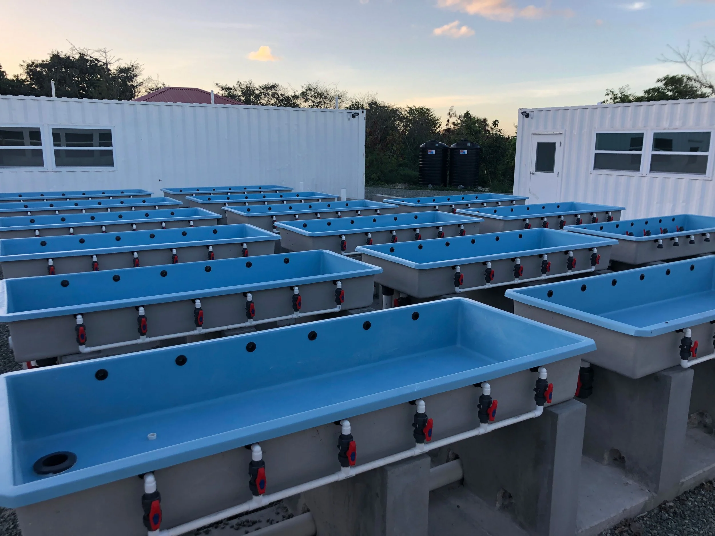 Coral Engineered Ecosystems