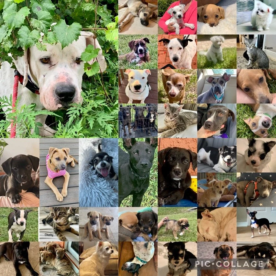 OUR MISSION — Guardians of Florida Animal Rescue
