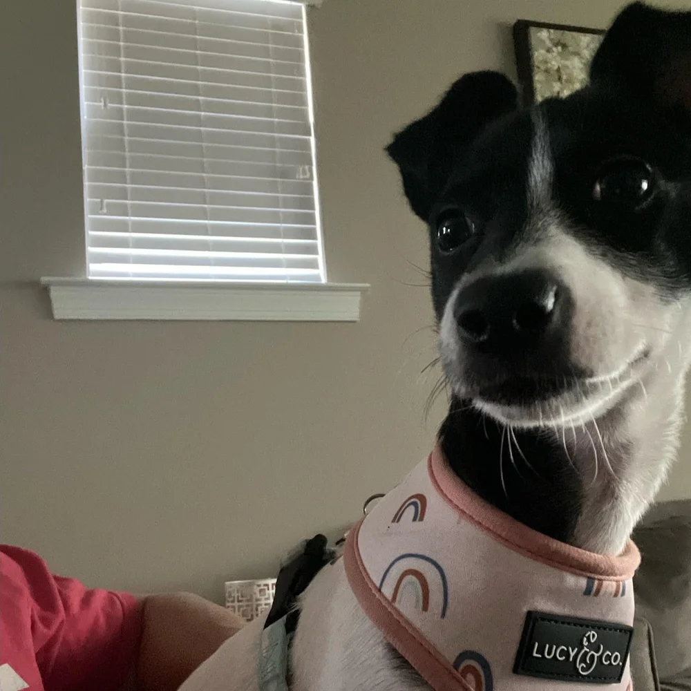 PUPDATES — Guardians of Florida Animal Rescue