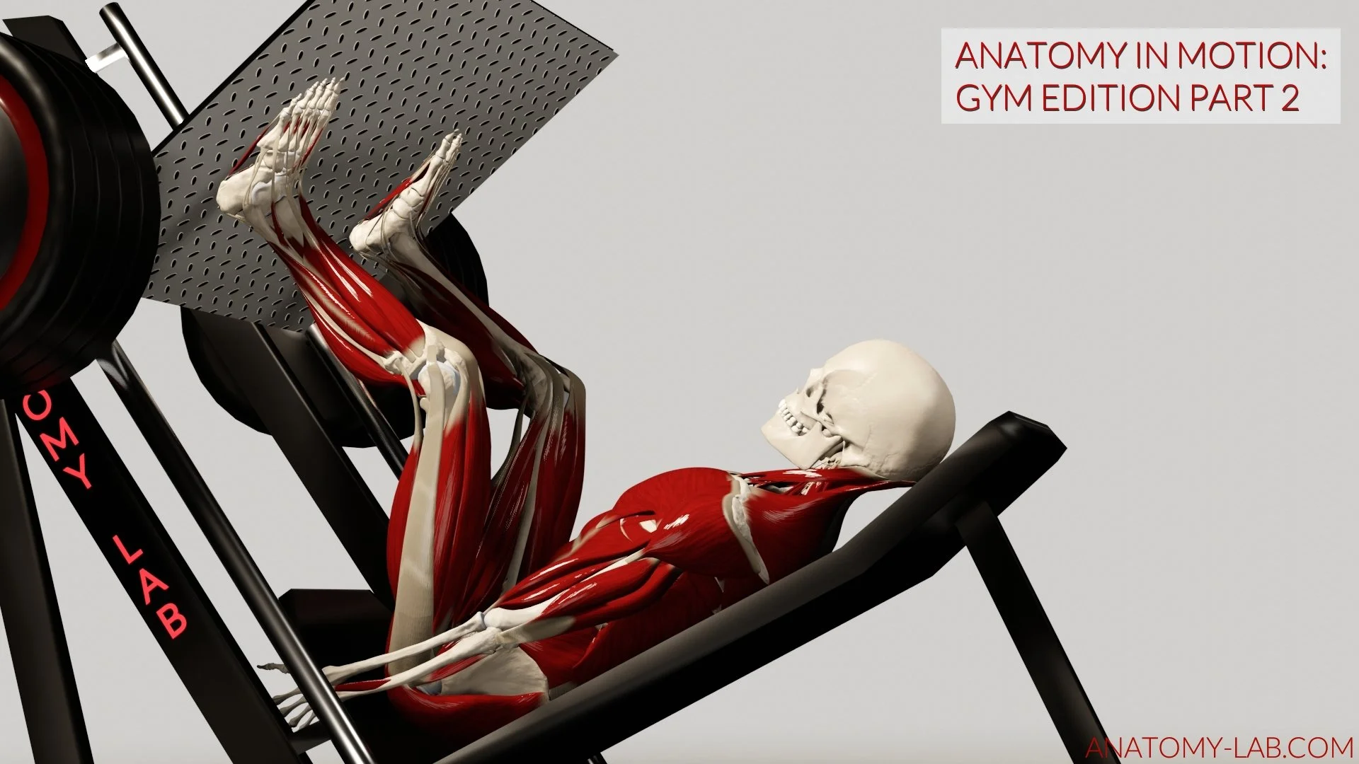 ANATOMY LAB- Körperarbeit - Beratung- 3D Animationen