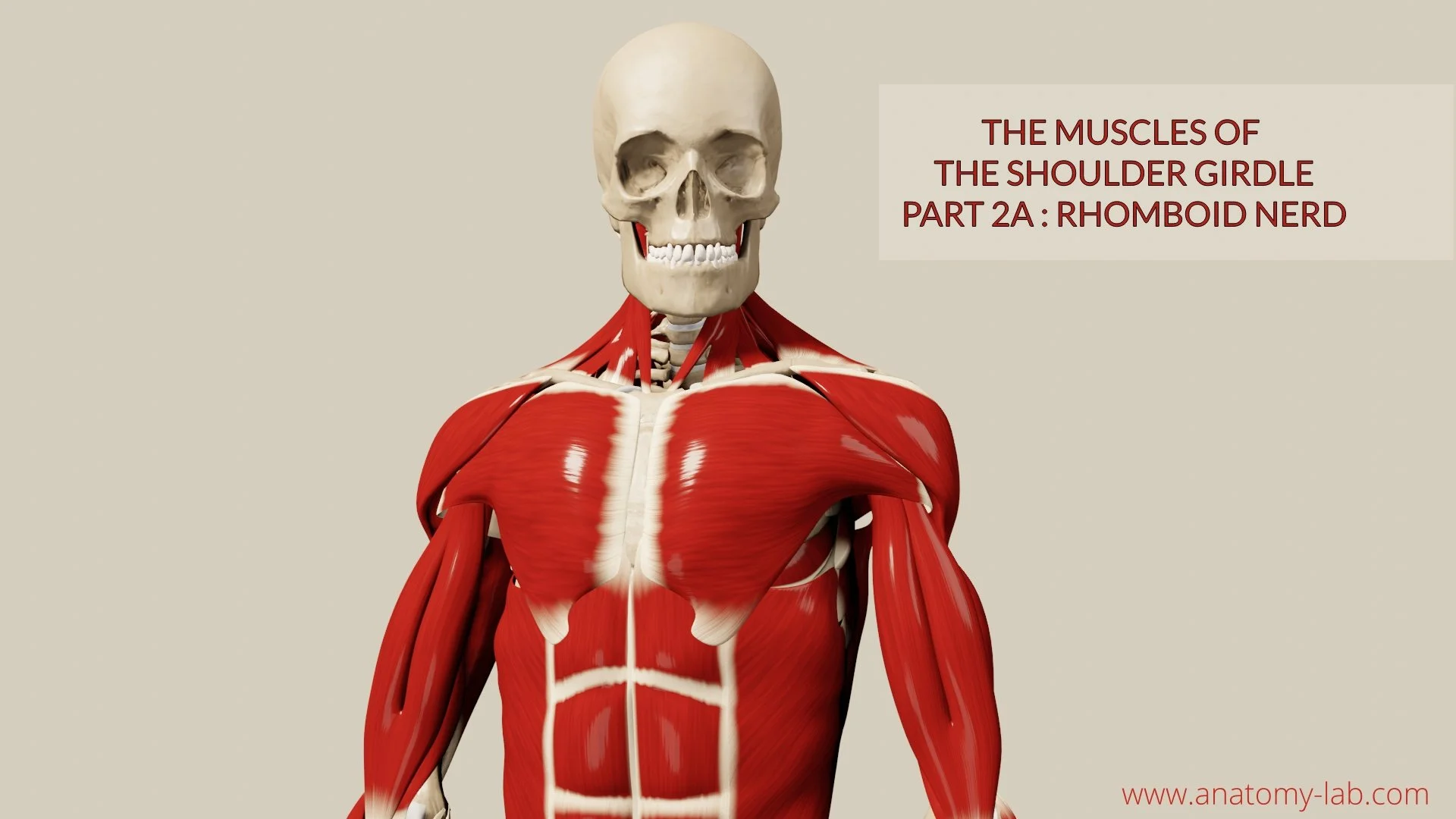 Anatomy Lab – 3D Anatomy Animations, Images & Medical Presentations