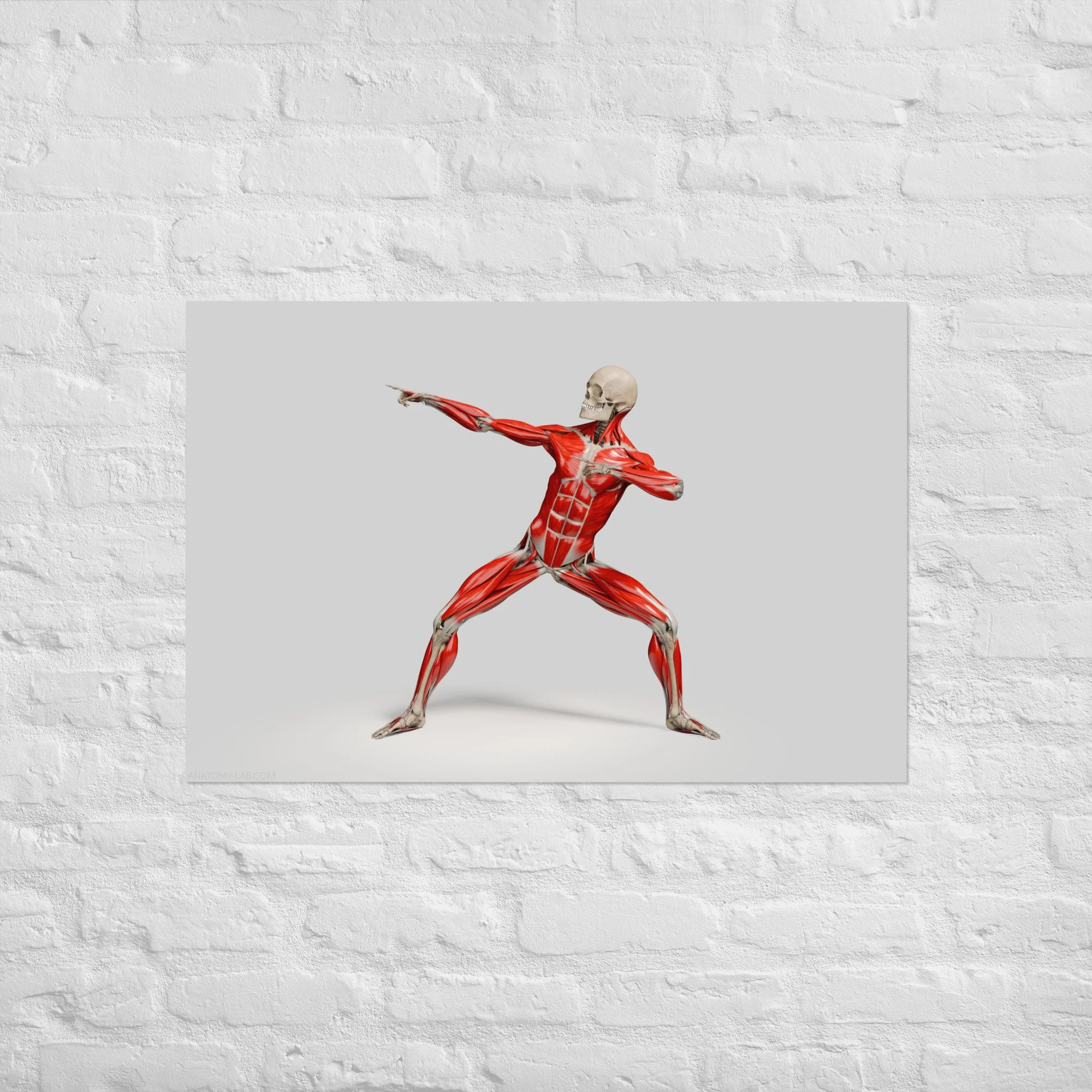 Subscapularis Muscle — Anatomy Lab